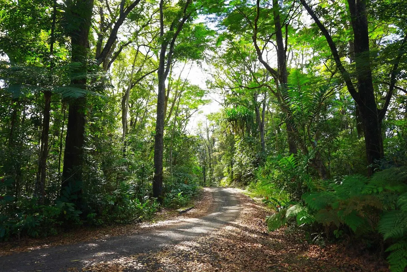 Colo-I-Suva Forest Park - Suva Fiji’s Cool Green Escape